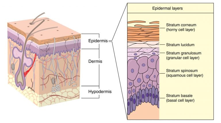 Objectively Assessing the Skin Barrier Function - Ozderm